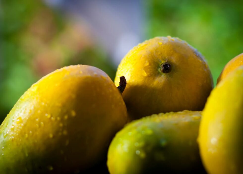 Alphonso vs Kesar Mango - Desi Fresh Foods